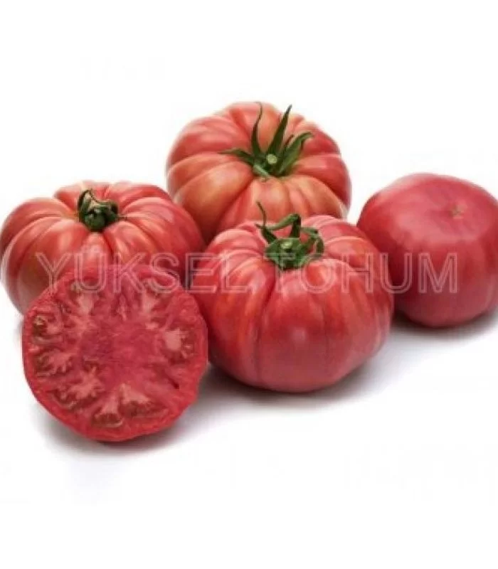 Seminte de tomate Cassarosa F1 cu fruct roz, mare si costat