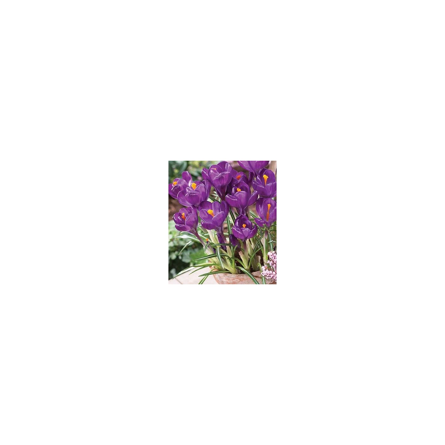 Bulbi de crocus Flower Record