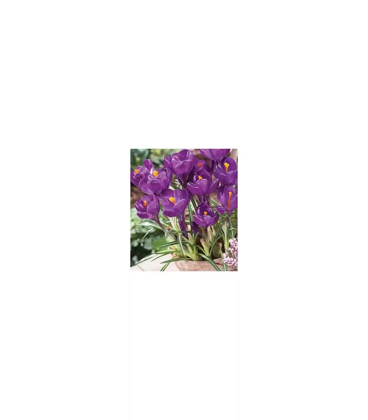 Bulbi de crocus Flower Record