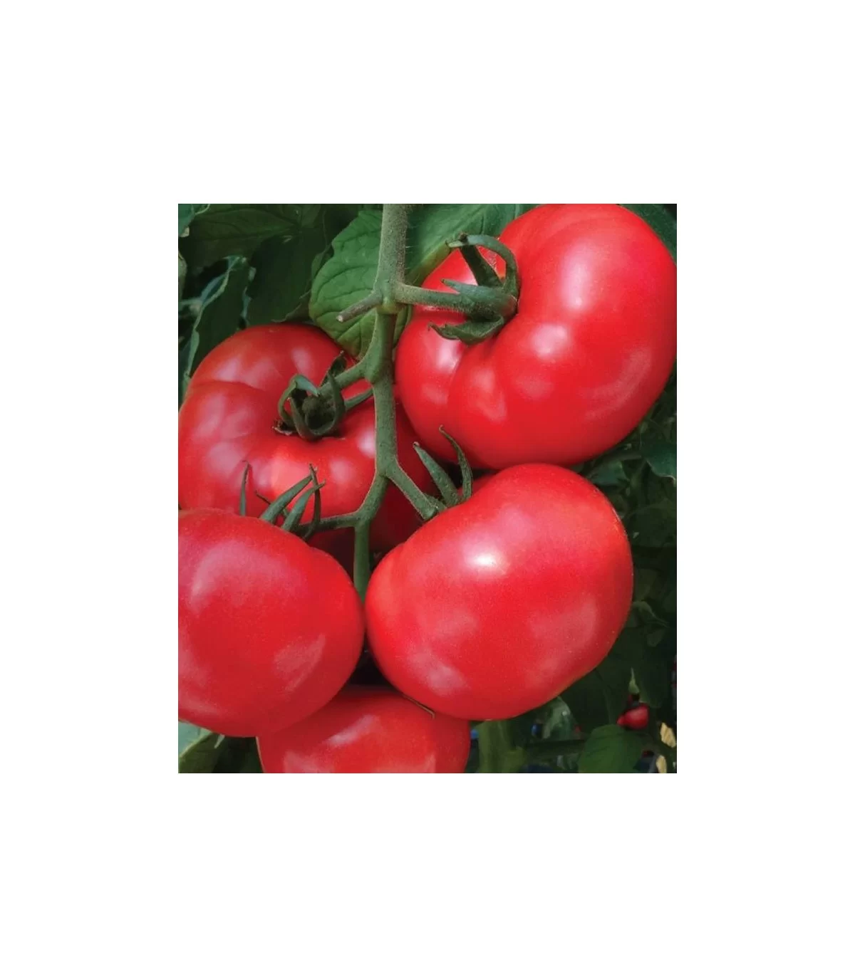 Seminte de tomate Pink Lord F1, 100 seminte, Nongwoo Bio, rosii roz