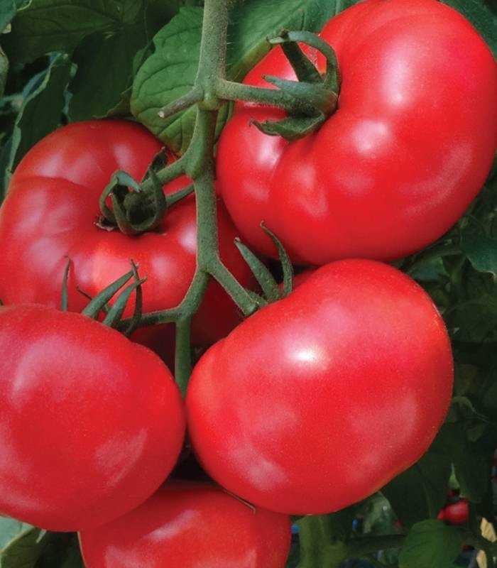 Seminte de tomate Pink Lord F1, 100 seminte, Nongwoo Bio, rosii roz