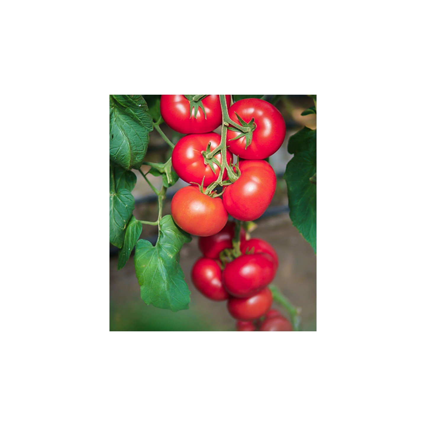 Seminte de tomate cu fruct roz Clarosa F1, pe ciclu lung