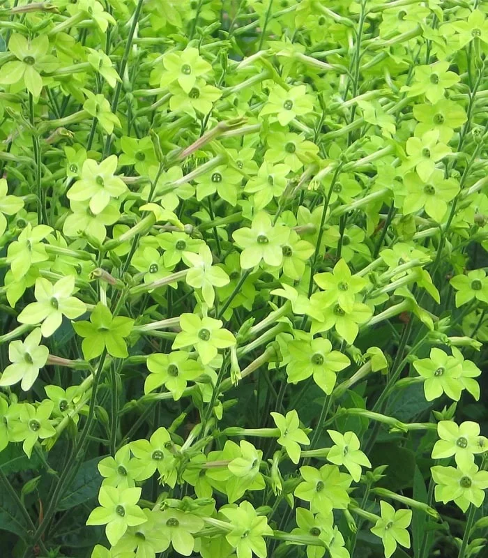 Seminte de Regina Noptii, Nicotiana, Lime Green, flori galben verzui