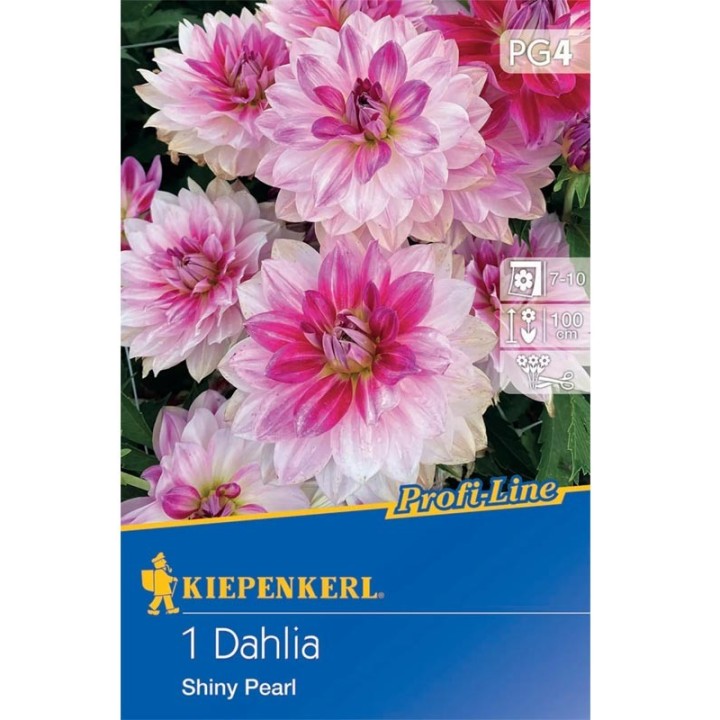 Bulbi de Dahlia Shiny Pearl, floare roz, 1 radacina