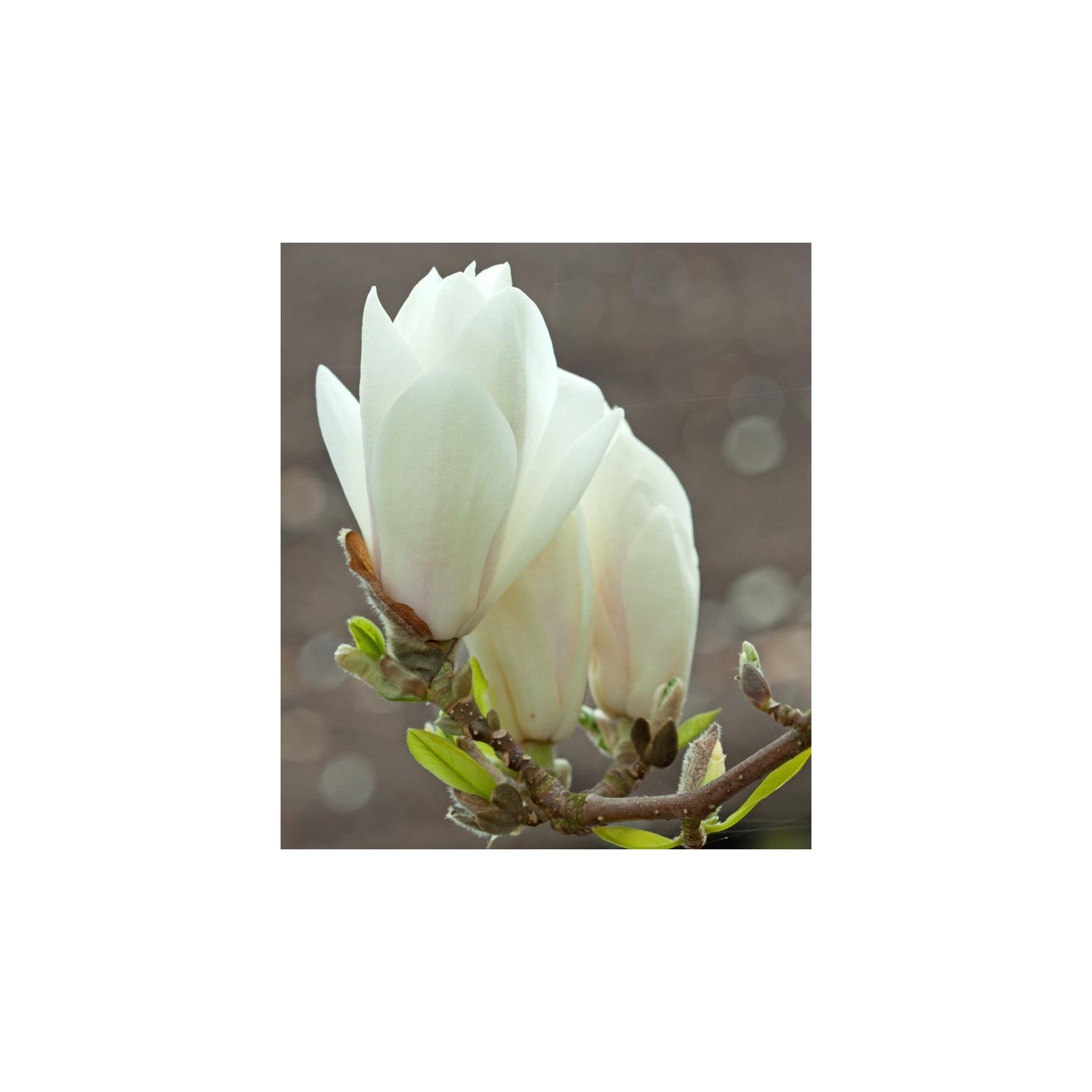 Magnolia Alba Superba, rasad de Magnolie, planta la ghiveci