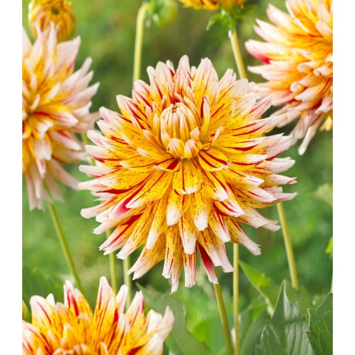 Bulbi Dalia Winesome, 1 bulb
