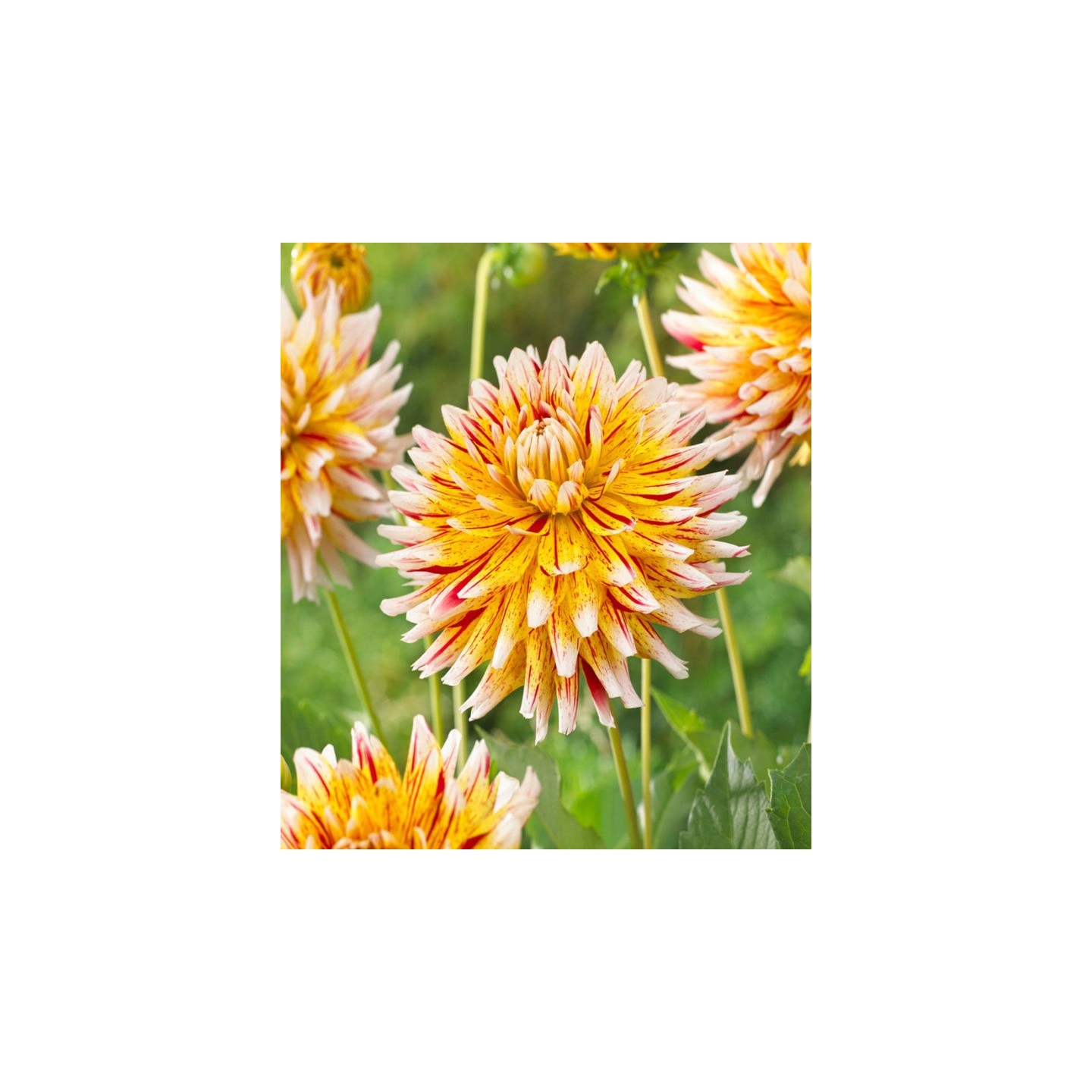 Bulbi Dalia Winesome, 1 bulb