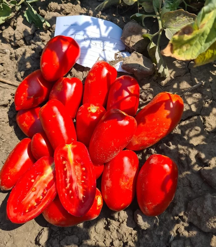 Seminte de tomate Tygo F1, prunisoare rosii tip saladette de camp