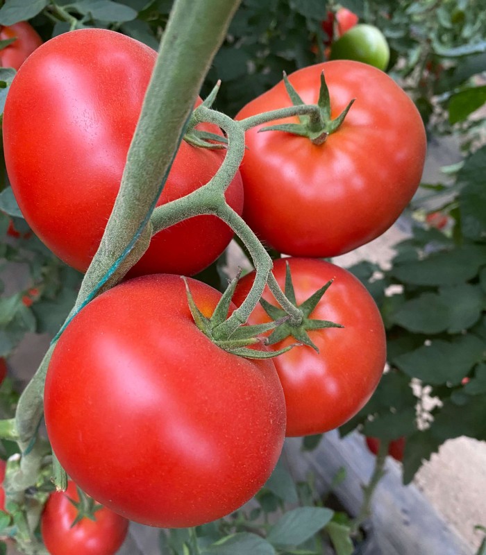 Seminte de tomate Big Beef Plus F1 (SVTH 3438 F1), Seminis, 500 seminte