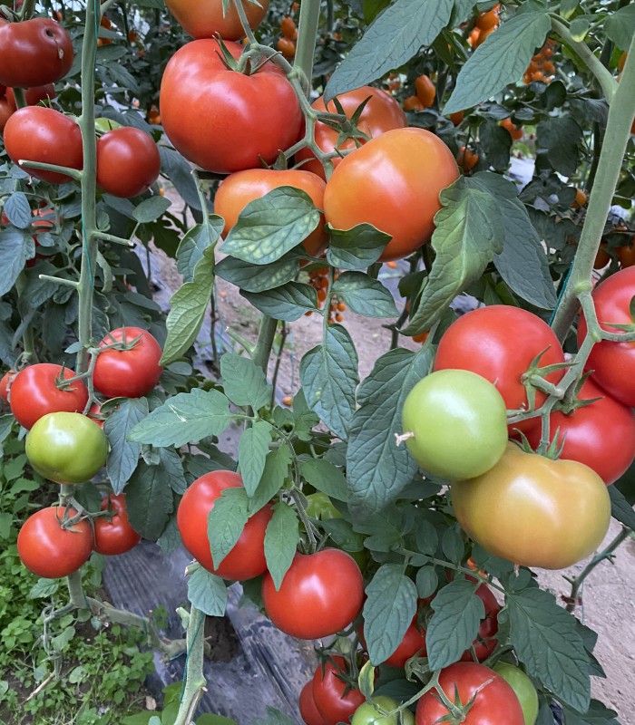 Seminte de tomate Big Beef Plus F1 (SVTH 3438 F1), Seminis, 500 seminte