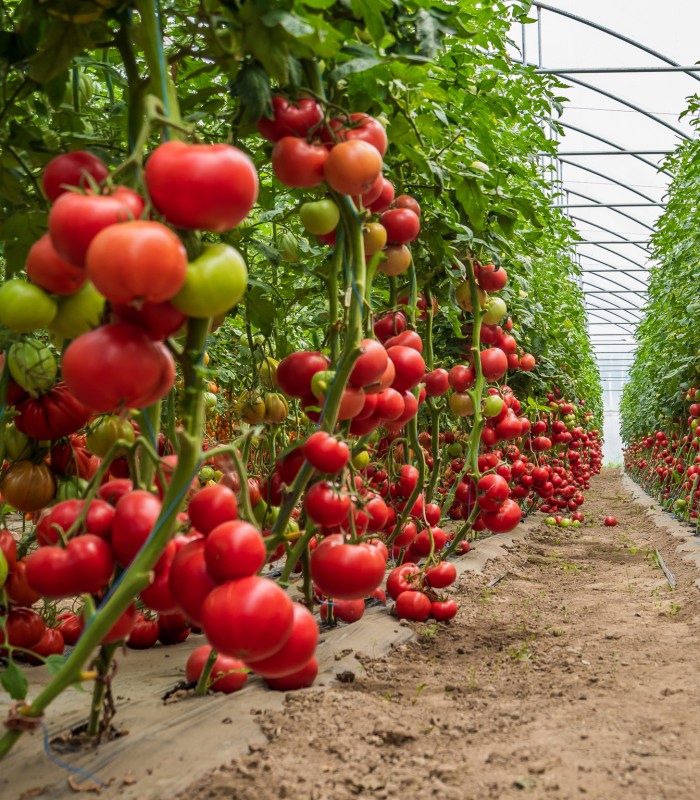 Seminte de tomate Big Beef Plus F1 (BB2 F1), Seminis, 100 seminte
