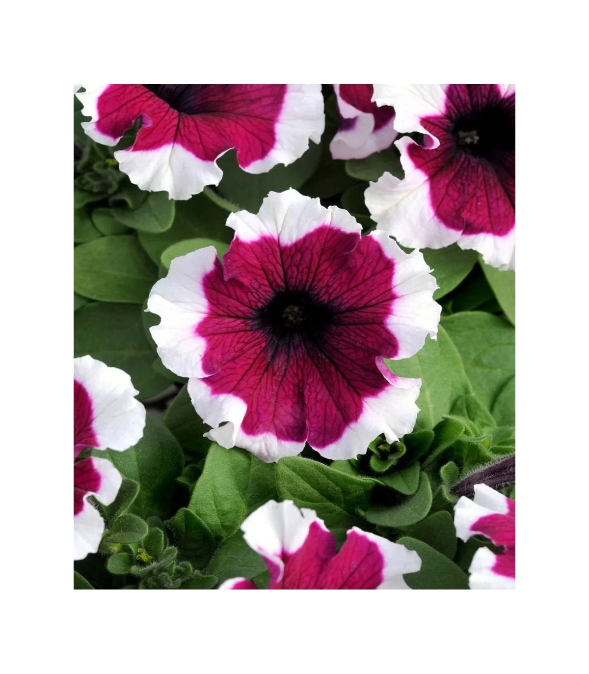 Seminte de Petunia profesionala din seria Dreams F1, Rose Picotee ...