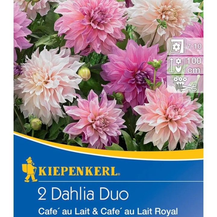 Bulbi de Dalia Duo Cafe au Lait, flori unice , 2 radacini