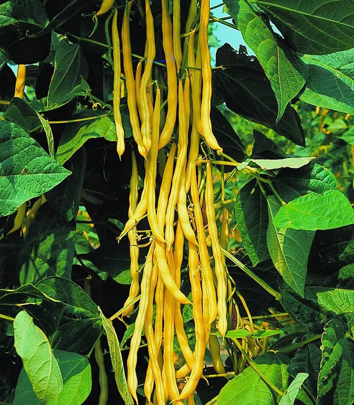 Seminte de fasole fideluta galbena urcatoare Kentucky Wonder Wax, 1 ...