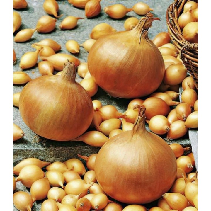 Ceapa esalota Golden Gourmet, hasma productiva
