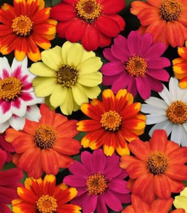 Seminte de Zinnia Zahara Mix, hibrid de carciumarese tip covor
