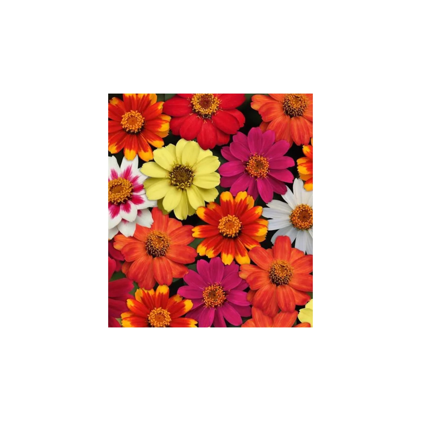Seminte de Zinnia Zahara Mix, hibrid de carciumarese tip covor