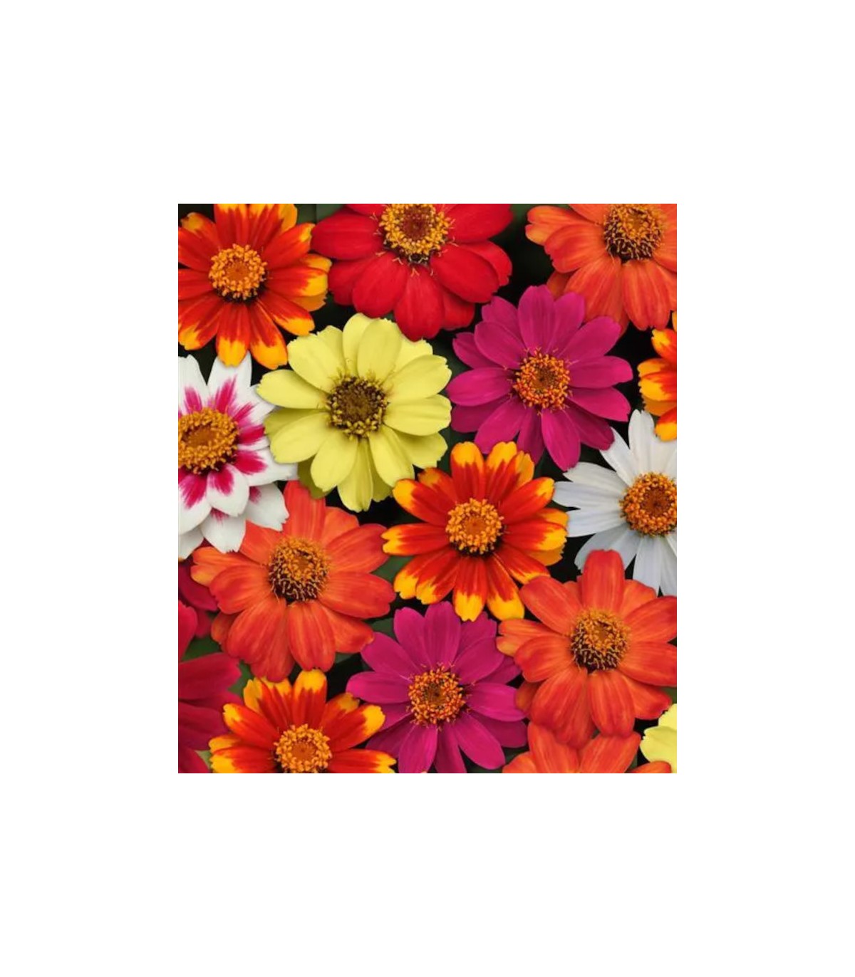 Seminte de Zinnia Zahara Mix, hibrid de carciumarese tip covor