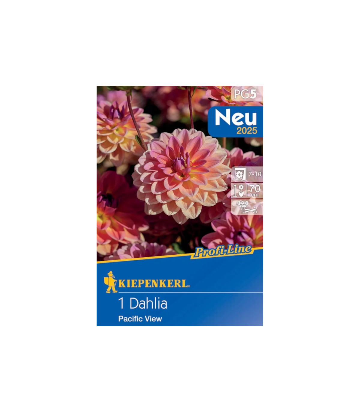 Bulbi de Dalia Pacific View, 1 radacina