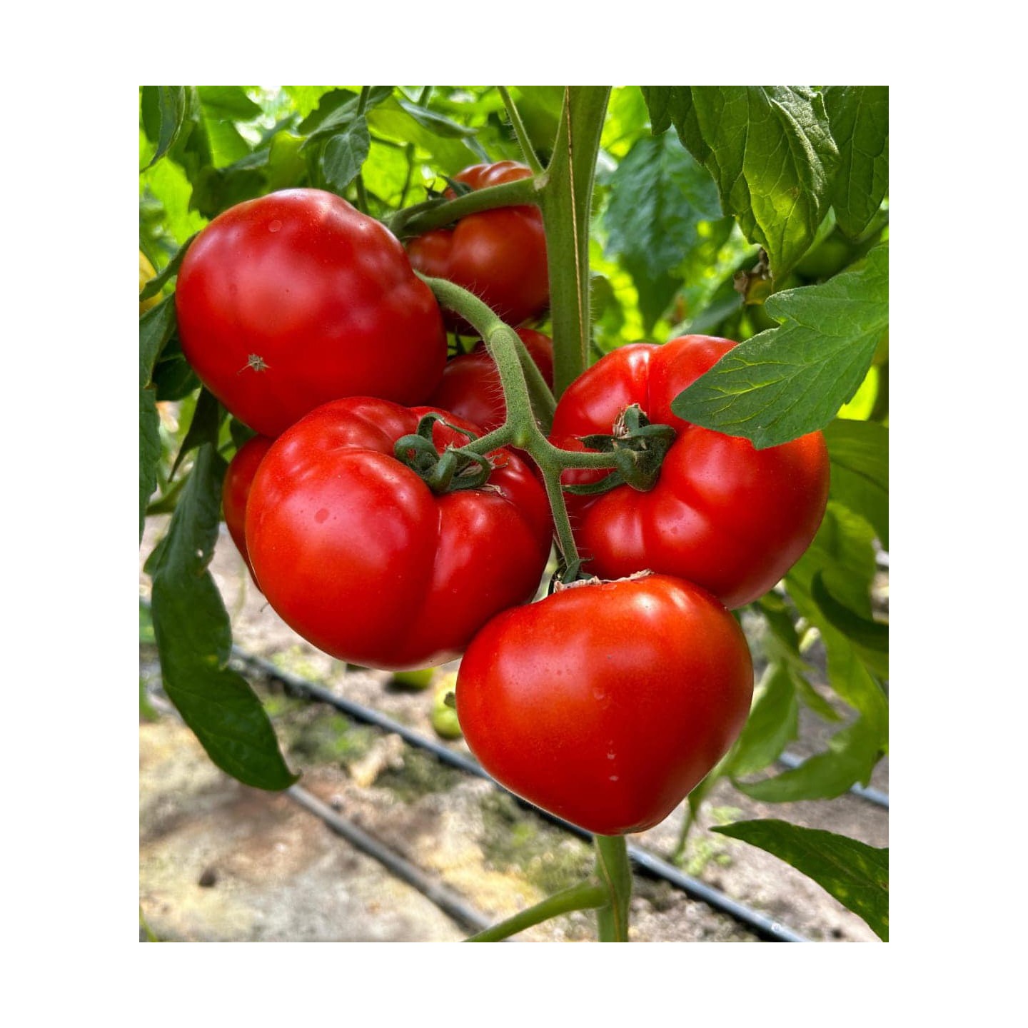 Seminte tomate Costared RZ F1 | Tomate extratimpurii cu fructe uniforme