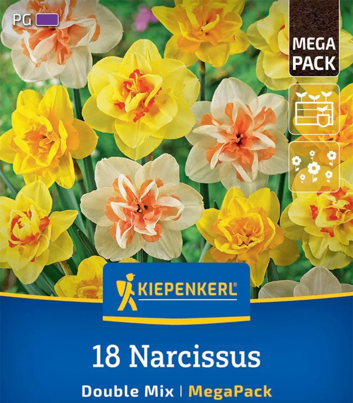 Bulbi de narcise batute, amestec de culori, 17 bulbi