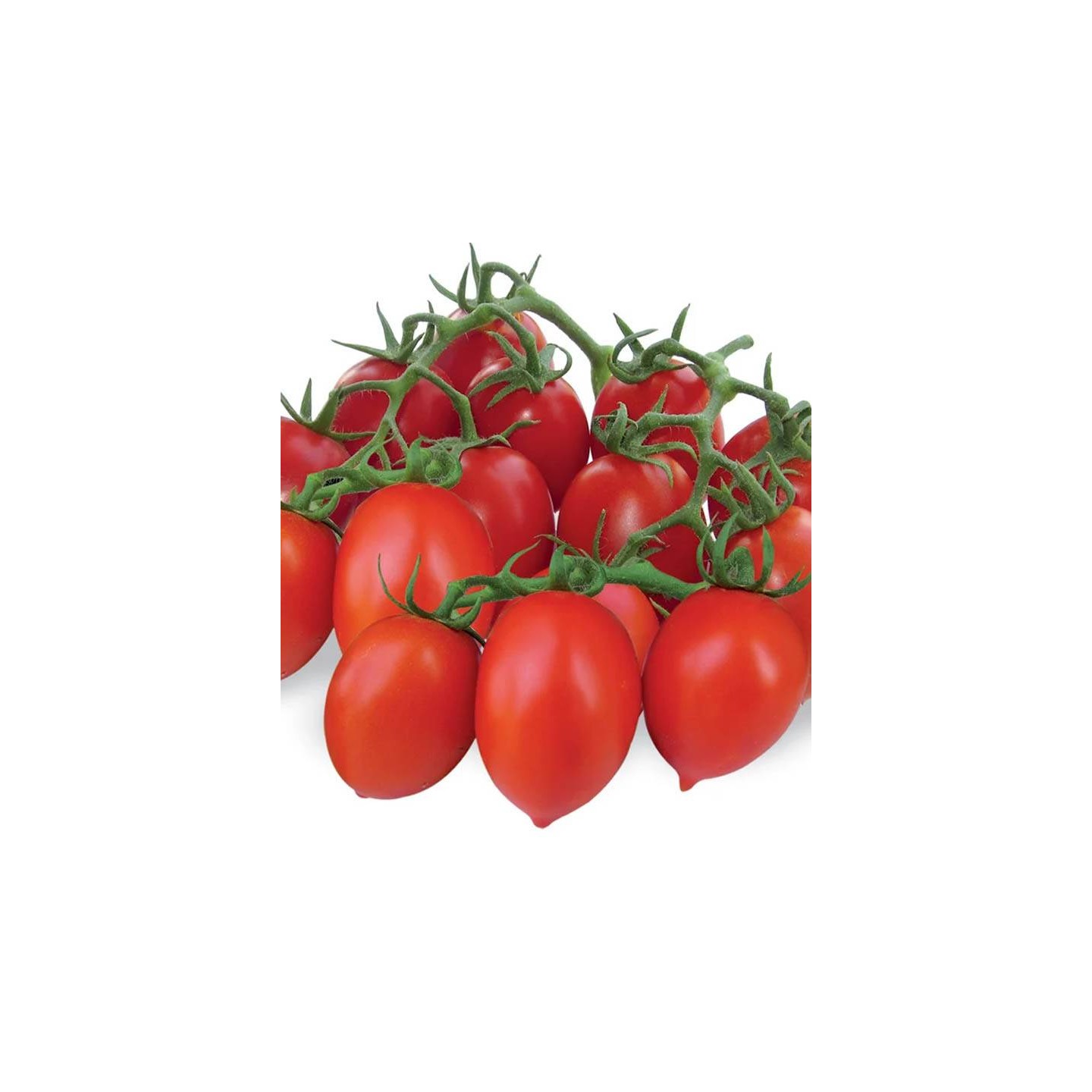 Seminte de tomate Pendolino F1, rosii cherry prunisoare, cocktail