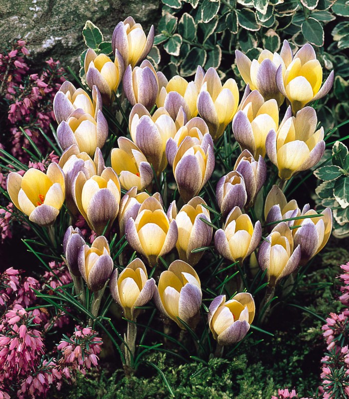 Bulbi de Crocus Advance, bicolor galben - violet