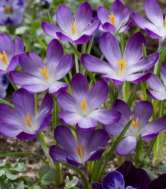 Bulbi de Crocus Ruby Giant, bicolor galben - violet