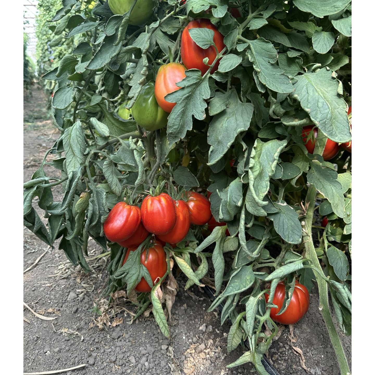 Seminte de tomate Silvano F1, 500 seminte | Sativa Seeds