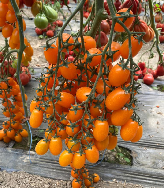 Tomate cherry Orangewest F1 | Hibrid portocaliu cu fructe alungite