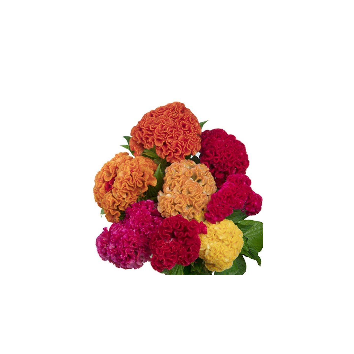 Seminte de Celosia argentea cristata Captain Mix, creasta cocosului batuta