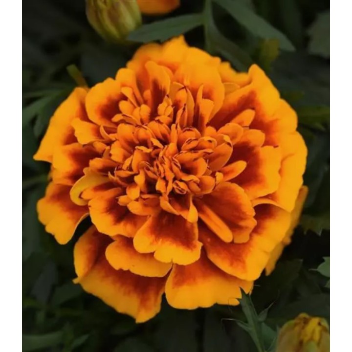 Seminte profesionale de Craite (Tagetes patula) Bonanza Flame