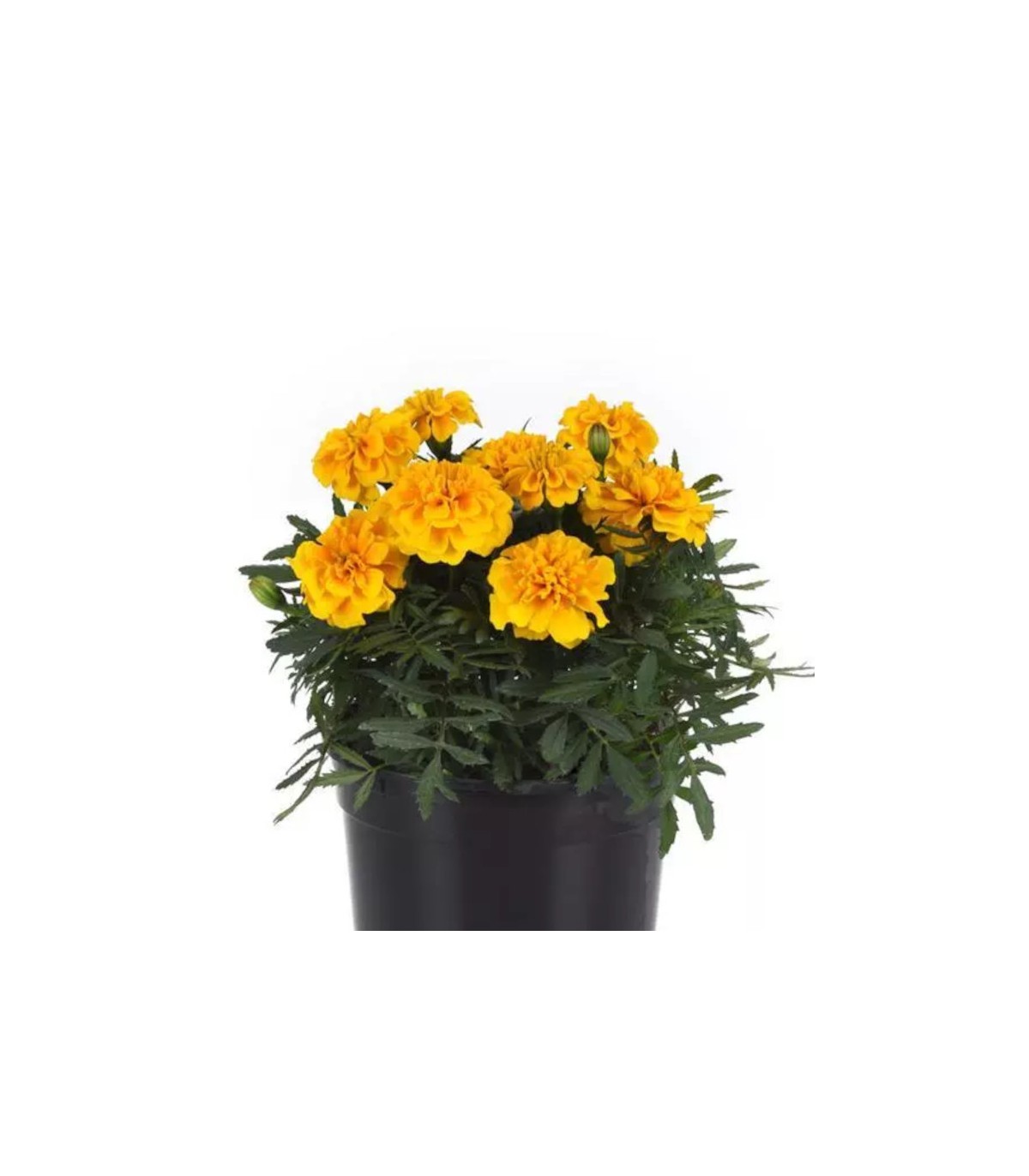 Seminte profesionale de Craite (Tagetes patula) Bonanza Gold