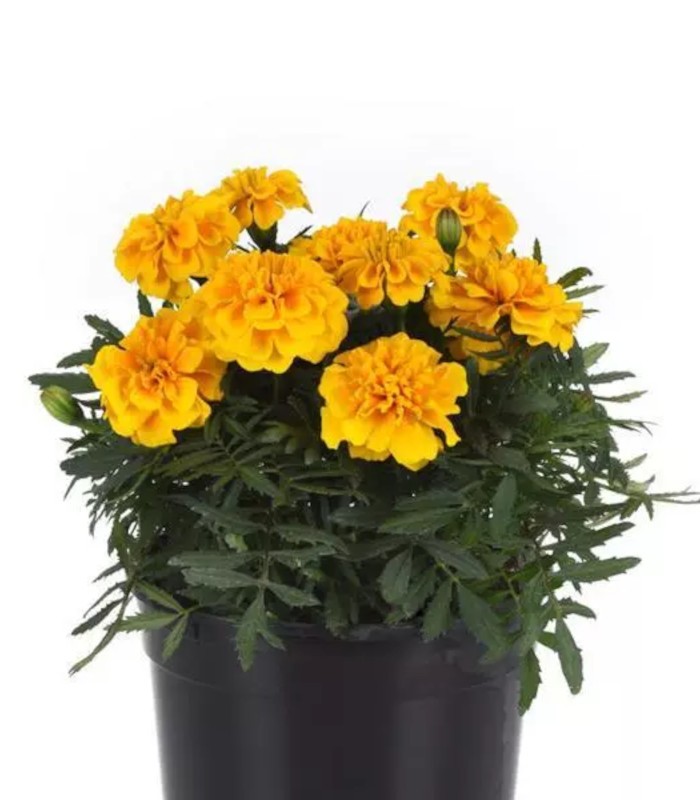 Seminte profesionale de Craite (Tagetes patula) Bonanza Gold