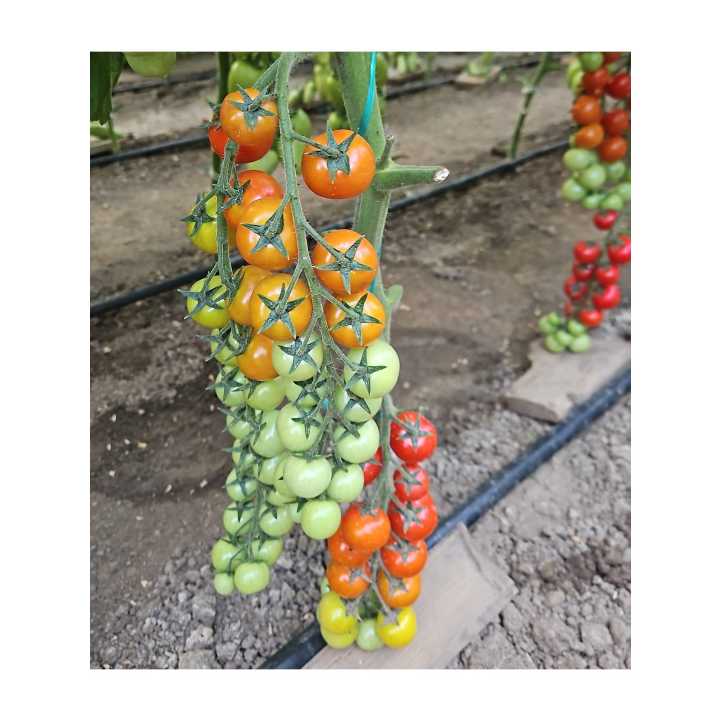 Seminte de tomate PO9479 F1, 100 seminte | Semiorto Sementi