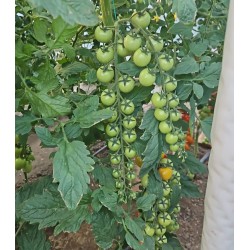 Seminte de tomate PO9479 F1, 100 seminte | Semiorto Sementi