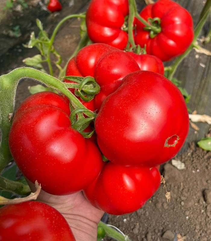 Seminte tomate Costared RZ F1 | Tomate extratimpurii la plic mic