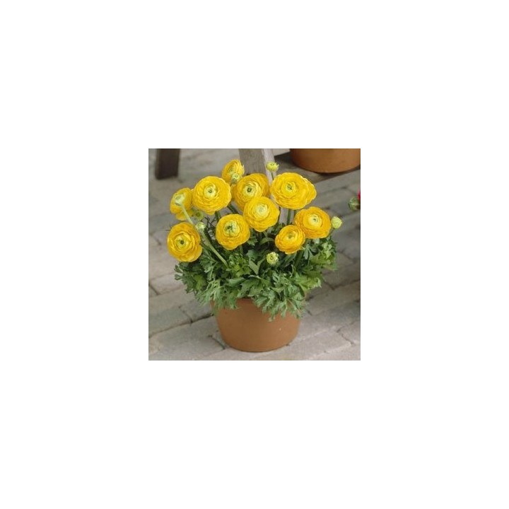 Bulbi de Ranunculus Yellow