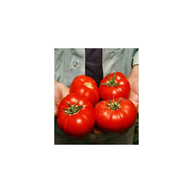 Seminte de tomate Mahitos F1, RZ