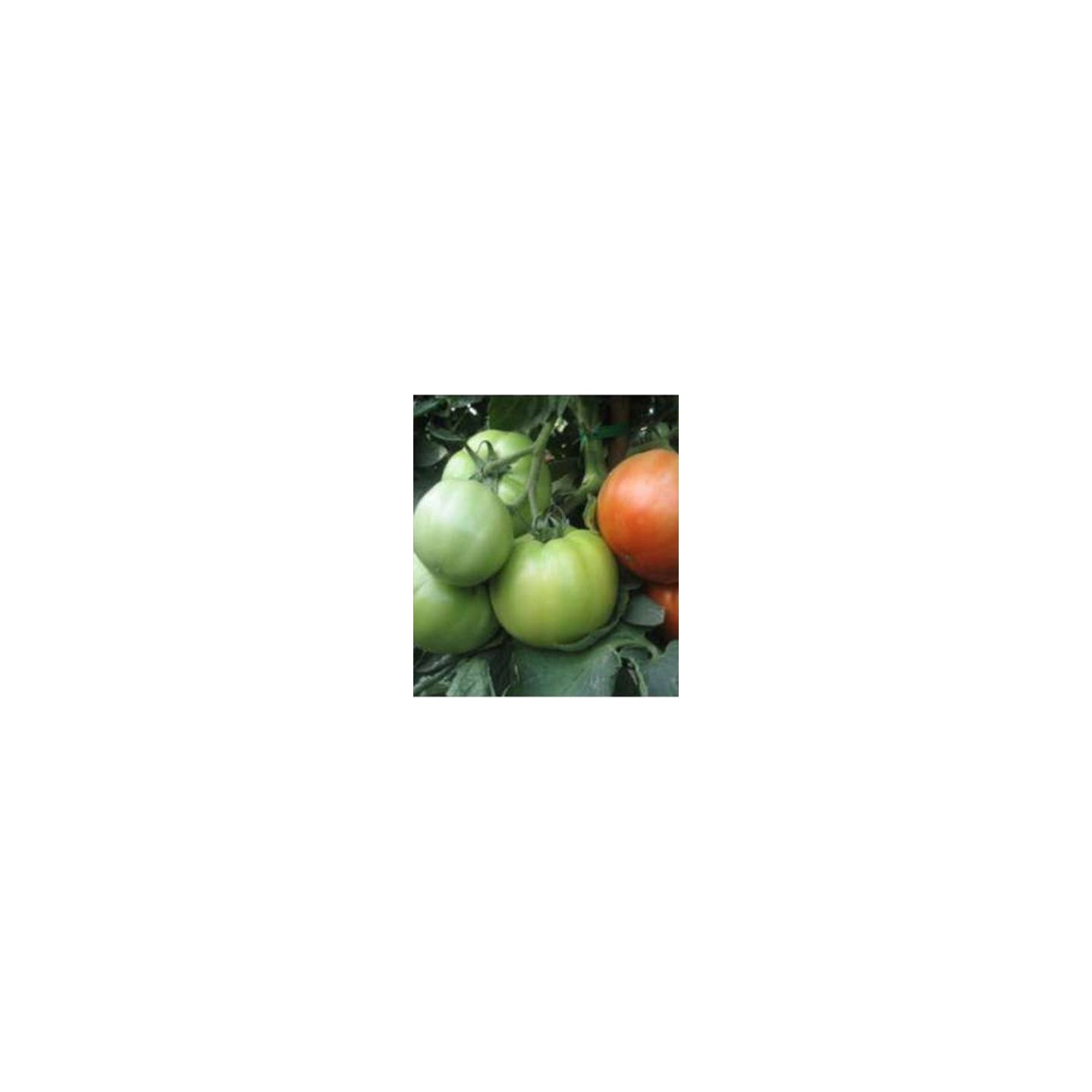 Seminte profesionale de tomate Avatar F1