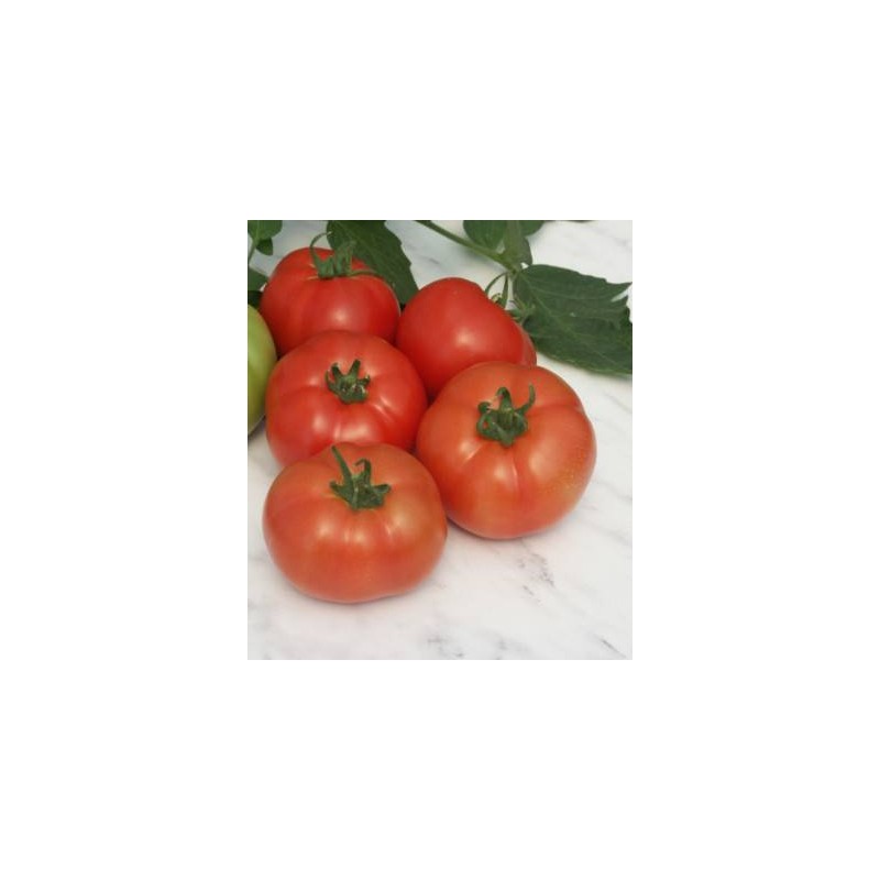 Seminte de rosii Reyana F1, tomate reyana bulgaresti pentru solarii