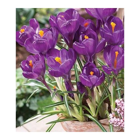 Bulbi de crocus Flower Record