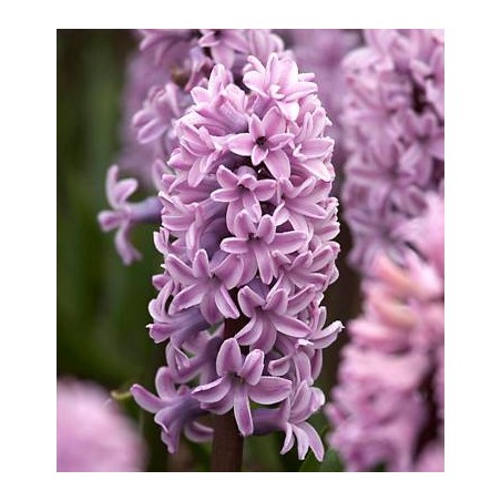 Bulbi de zambile Splendid Cornelia