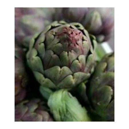 Seminte de Anghinare, planta medicinala