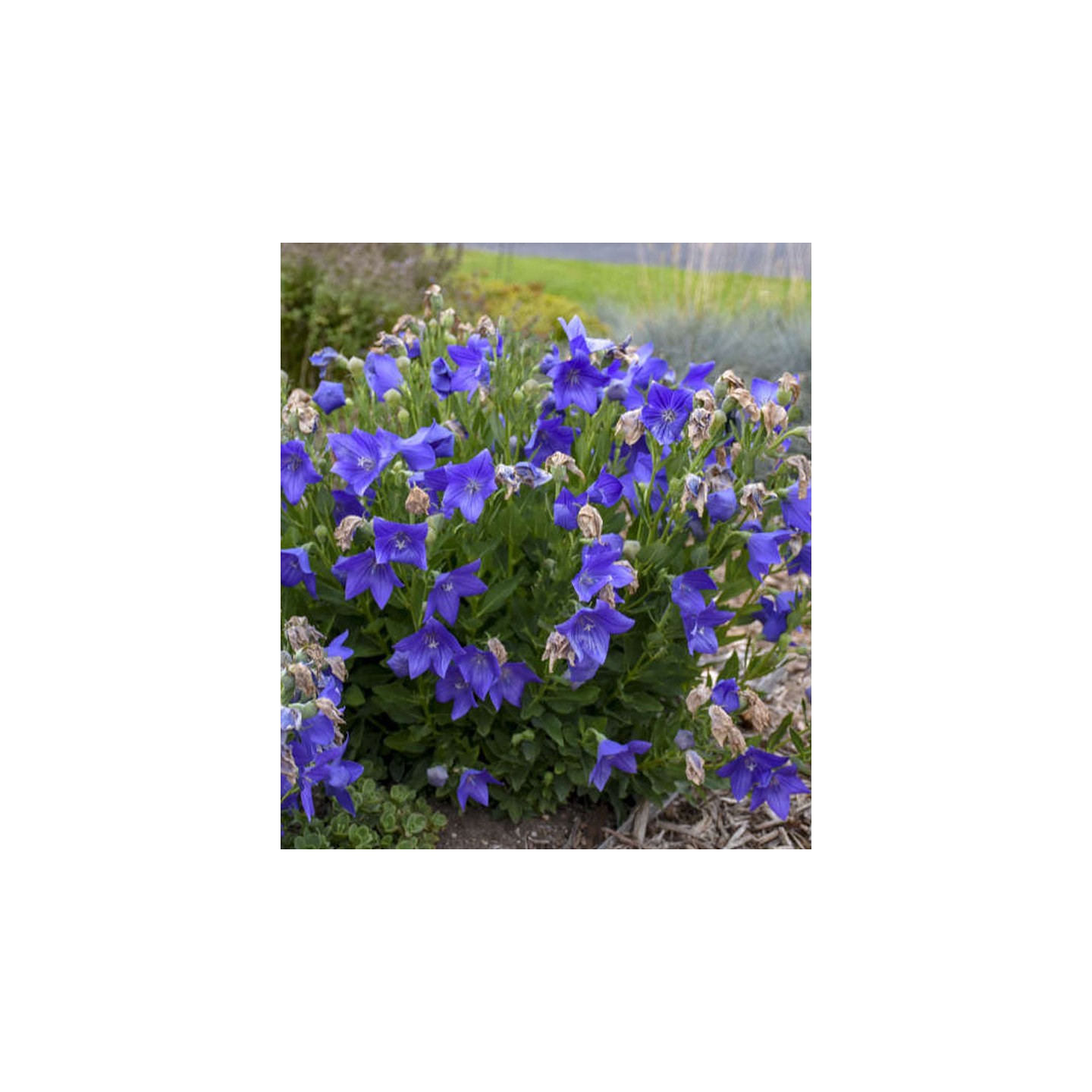 Bulbi de Platycodon Blue, floarea balon cu flori albastre