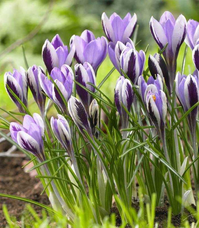 Bulbi de crocus Spring Beauty, bulbi de toamna