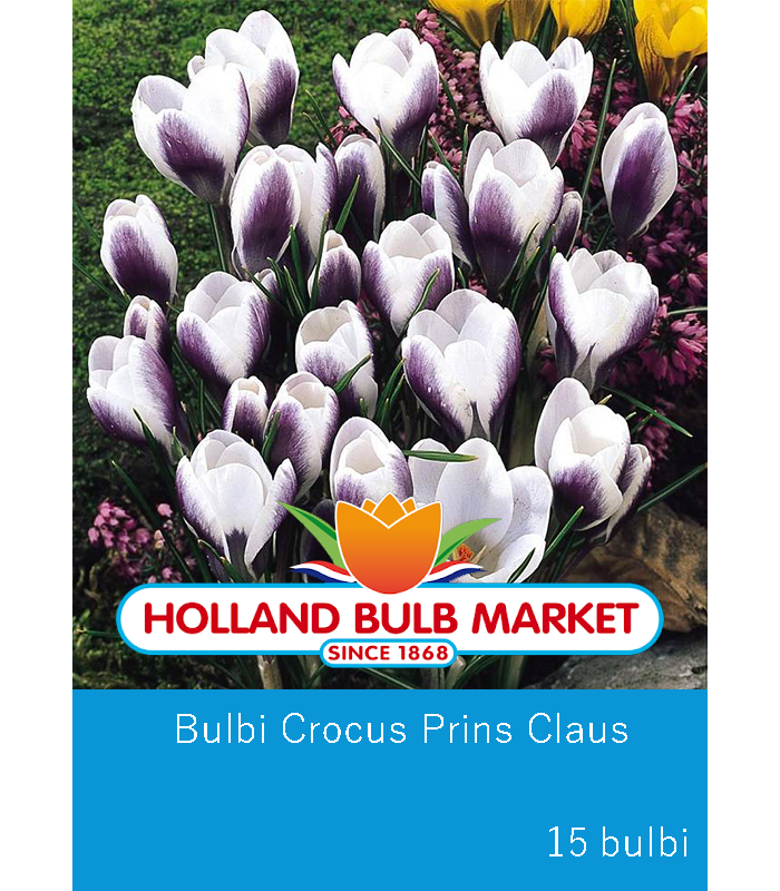 Bulbi de Crocus Prins Claus