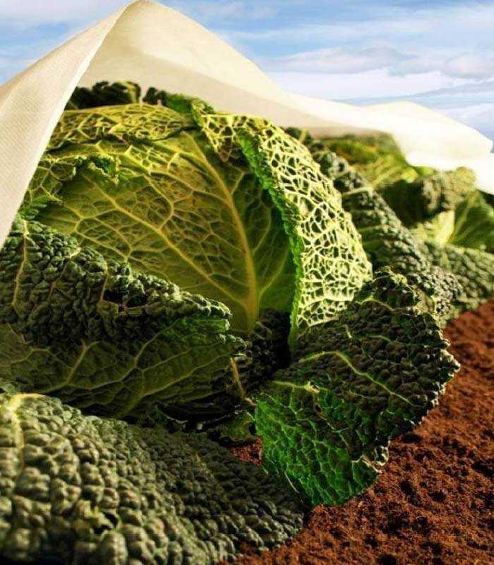 Folie anti-inghet Plant Protex Agril,19 gr/mp, 1.6m x 100m