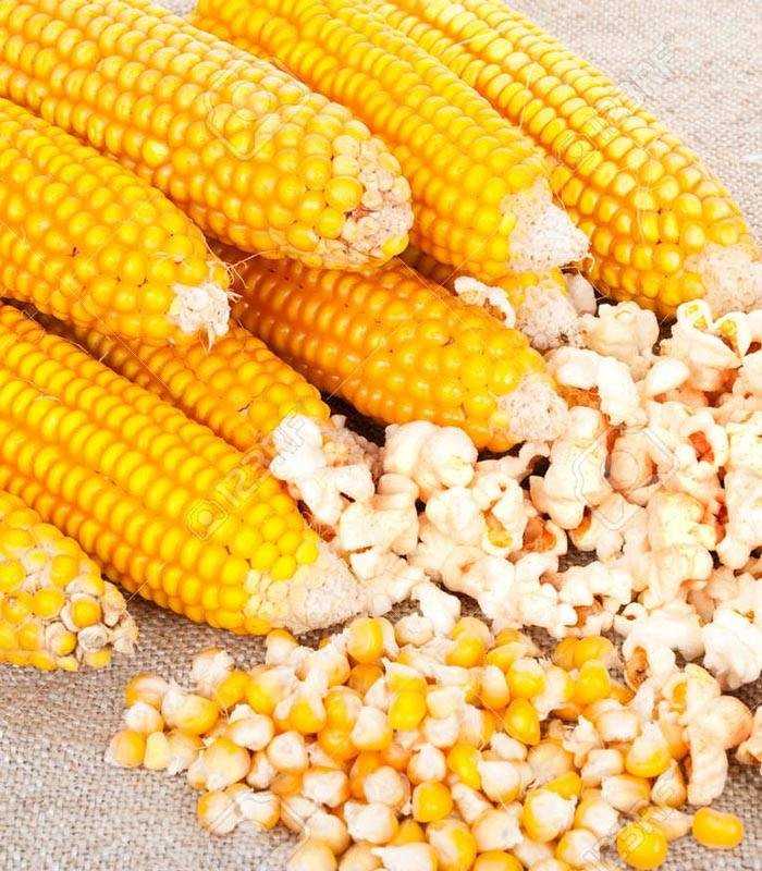 Seminte Porumb de Popcorn, 1000 seminte, seminte porumb de floricele