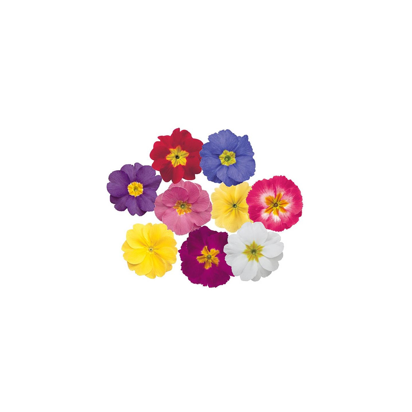 Seminte de Primula polyantha SuperNova Mix F1 | Varietate deosebita